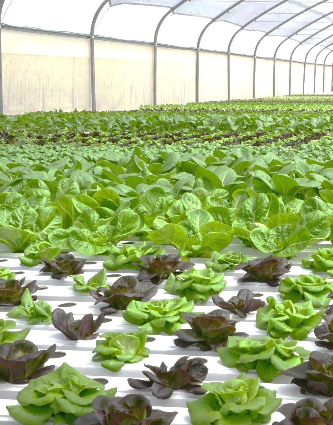 Home - Victoria Greens